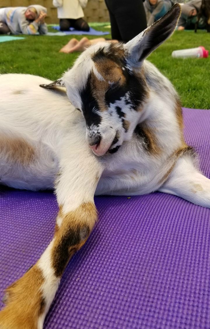 The One Where We Went to Goat Yoga